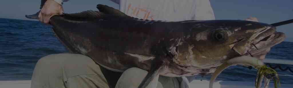 Nearshore Fishing Charters